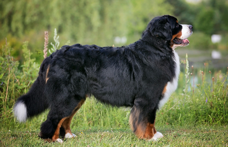 Breed Info - Bernese Mountain Dog Club of Canada